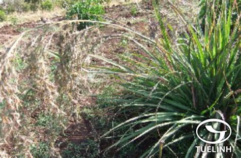 Cymbopogon Tortilis Presl A Camus