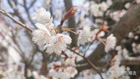 讲个明白，樱花和樱桃花到底有何区别 知乎