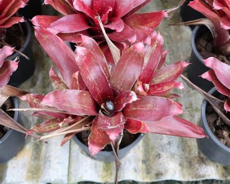 Bromeliads Tc Garden