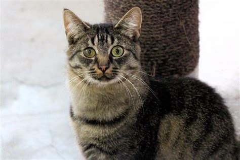 Katino Dierenasiel Crailo