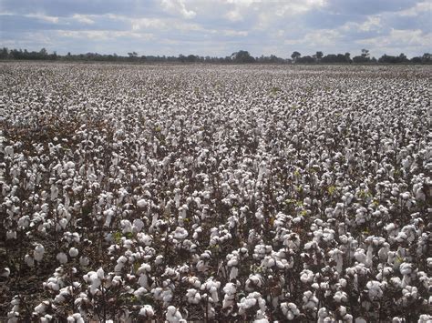 algodon – Desinformémonos