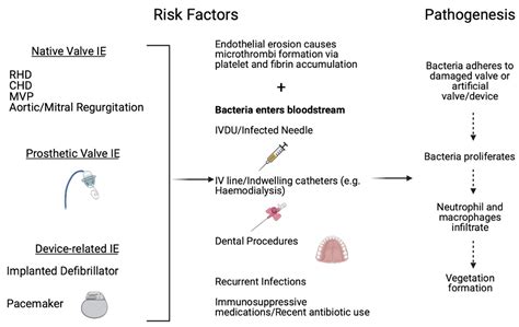 Acute Ischaemic Stroke In Infective Endocarditis Pathophysiology And