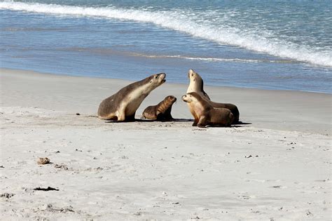 Sea Lions On The Beach Photograph By James Hammick Fine Art America