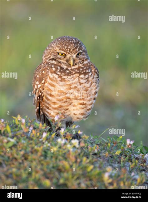 Burrowing Owl Athene Cunicularia At Nest Cape Coral Florida Stock