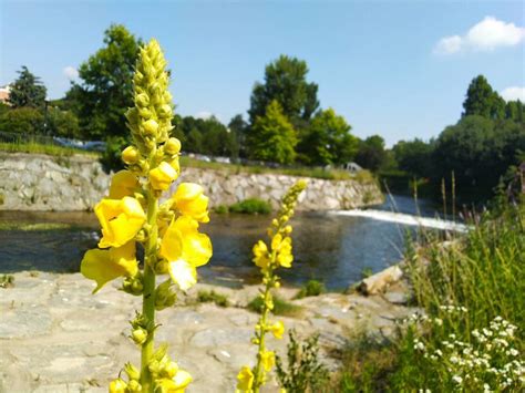 Fiori Di Tasso Barbasso Lungo Lolona A Legnano Legnanonews