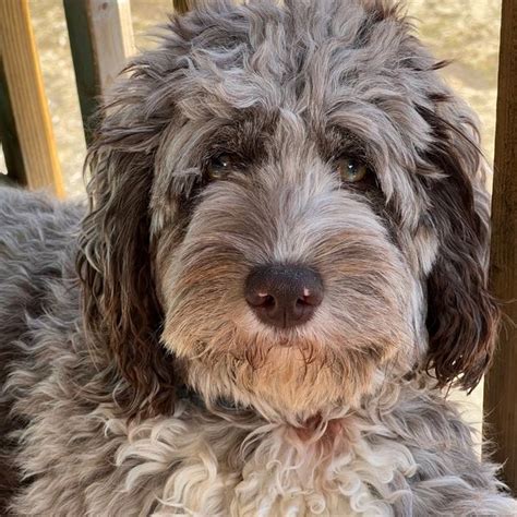 Indie F1 Cockapoo Cottage Country Cockapoos And Bernedoodles