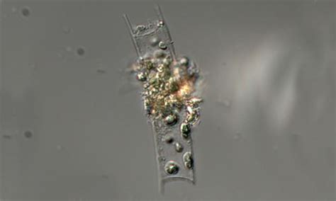 Hemiaulus Hauckii Marine Biodiversity Portal Of Bangladesh