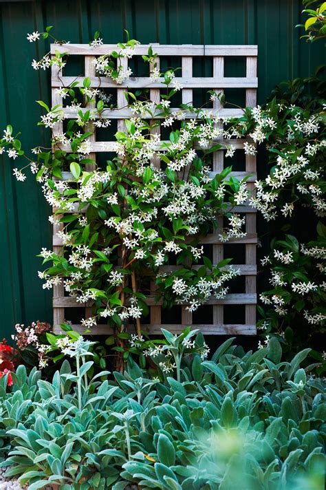 Climbing Plants 8 Fast Growing Creepers For Australian Gardens Homes