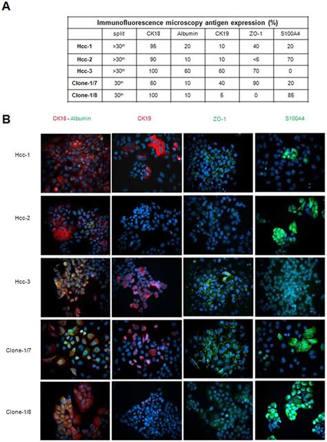 Cell Culture Immunofluorescence Protocol At Arthur Ferguson Blog