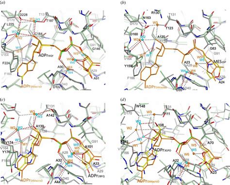 Structural Comparison Of Oimacrod With Different Macrodomains Download Scientific Diagram
