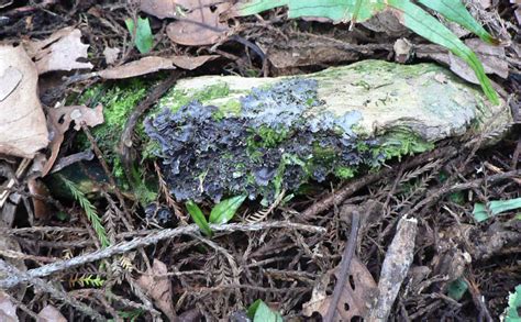 Pseudocyphellaria Dissimilis On Puriri Root Download Scientific Diagram