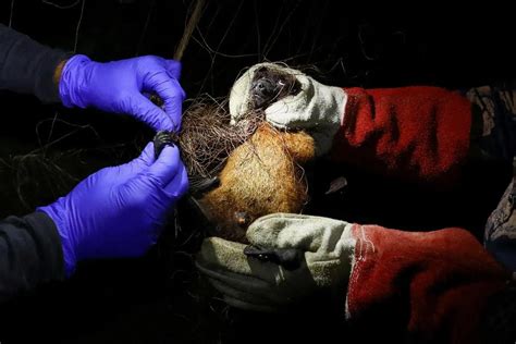 Two Nipah Virus Cases Detected In India Three Districts On Alert The Straits Times