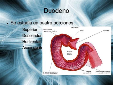 Ppt Intestino Delgado Powerpoint Presentation Free Download Id5590894