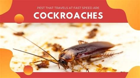 Unveiling The Real Dangers Cockroach Threats Rentokil Sg