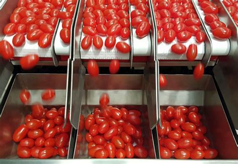 Tomatoes Processed Food Global Demand And Processing Lines