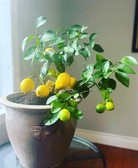 Plant Faqs Meyer Lemon Tree