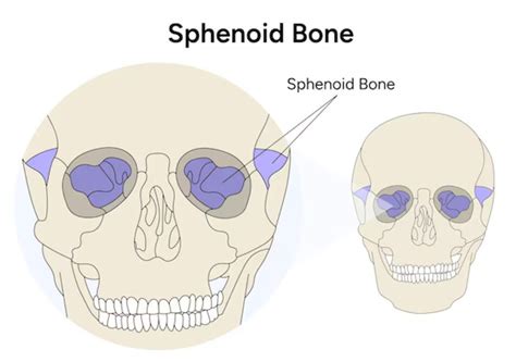 Sphenoid Bone Detailed Analysis Of Location Structure And Clinical