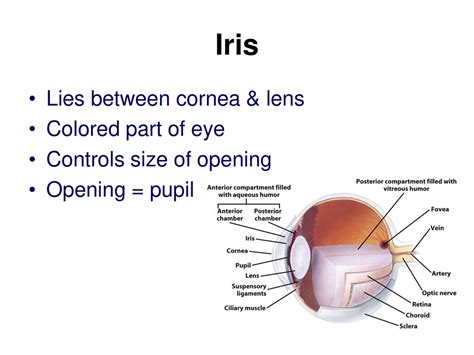 Iris Controls Size Of Pupil At Emil Bentley Blog