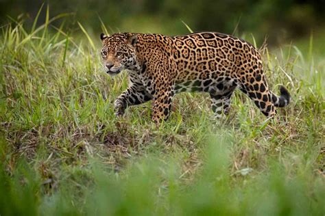 Jaguar Panthera Onca Lifestyle Diet And More Wildlife Explained