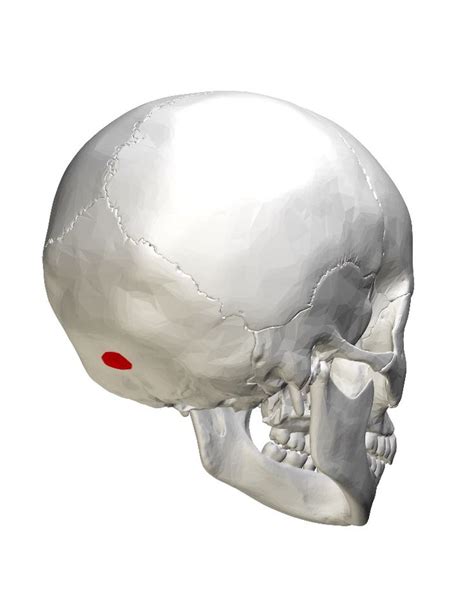 Occipital Bone Lump