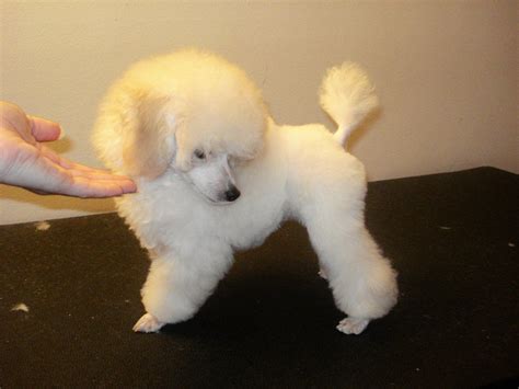 Lumis First Haircut Poodle Forum Standard Poodle Toy Poodle