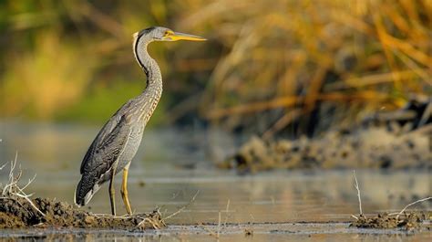 Adjutment Images Free Download On Freepik