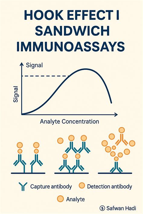 What Is The Hook Effect In Immunoassays Safwan Hadi Posted On The