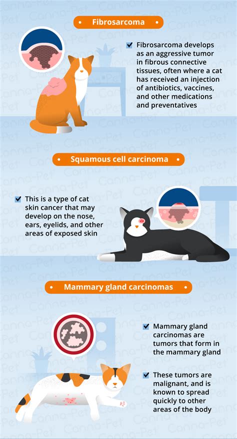 Types Of Oral Cancer In Cats At David Montelongo Blog