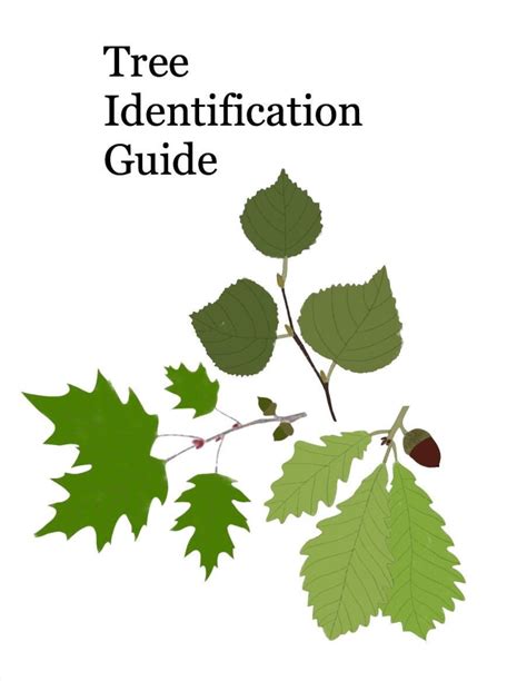 Tree Identification Guide Etsy