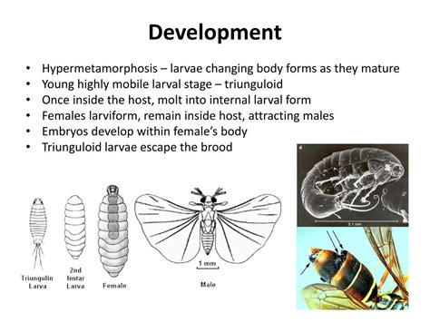 Ppt Holometabola I Powerpoint Presentation Free Download Id2159376