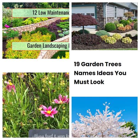 19 Garden Trees Names Ideas You Must Look SharonSable