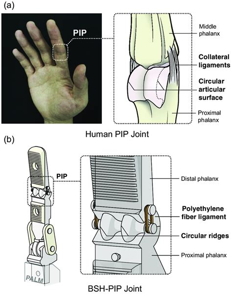 Structural Schematic Diagram Of A The Human Proximal Interphalangeal