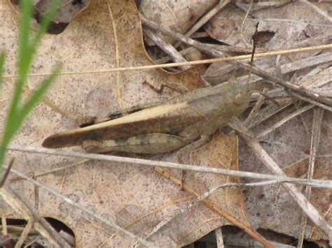 Arphia Sulphurea Bugguidenet