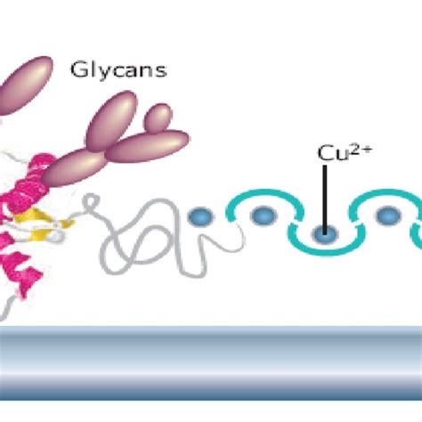 Three Dimensional View Of The Structural Features Of The Prion Protein
