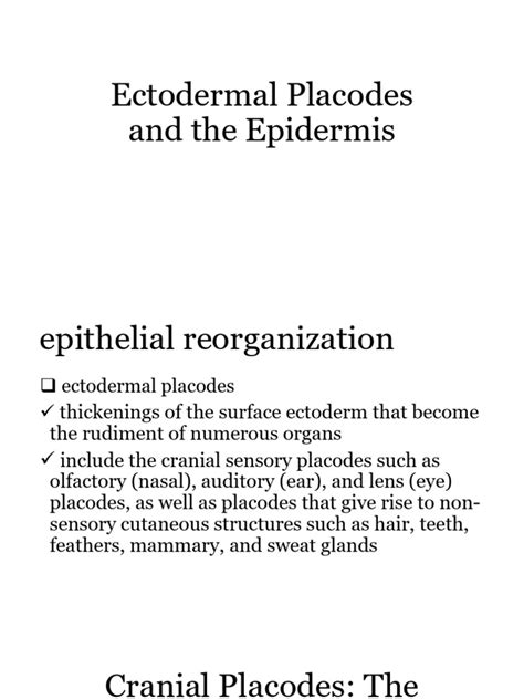 11 Ectodermal Placodes And Epidermis Pdf Epidermis Skin