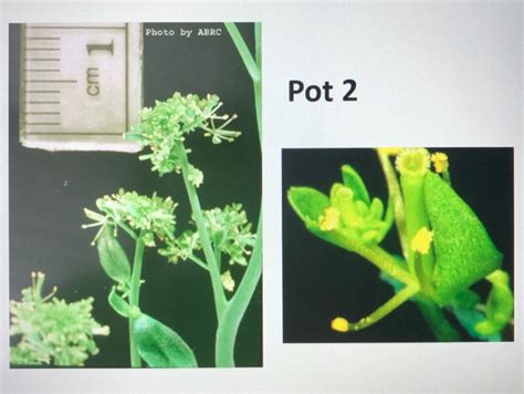 Solved Table 4 Arabidopsis Mutant Identification Pot Gene