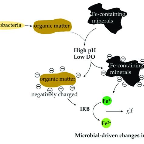 Iron Related Geochemical Cycle Several Dissimilatory Iron Reducing
