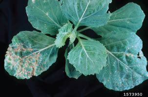 Edema Of Cabbage And Other Brassicas