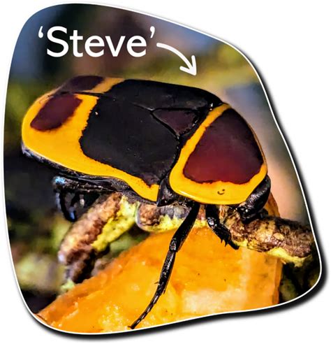 Sun Beetles The Colorful Insect Of Tropical Africa