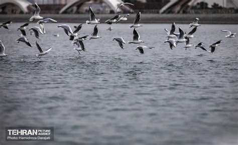 همشهری آنلاین تصاویر شگفت‌ انگیز از مسافران سیبری و اروپای شرقی در تهران فرصت تماشای مهاجران