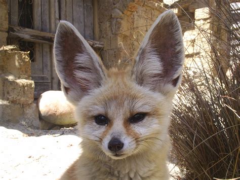 Fennec Fox Ears At Kellie Jackson Blog