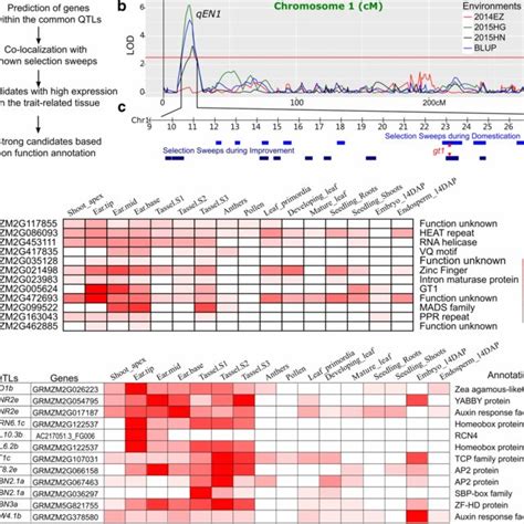 High Density Bin Maps Constructed By Genome Wide Snps A Number Of Download Scientific Diagram