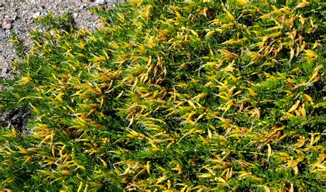 Outback Sunrise Emu High Impact Ground Cover Southwest Gardener