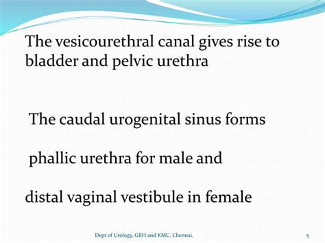 Urinary Bladder Anomalies Congenital Pdf Medical Health