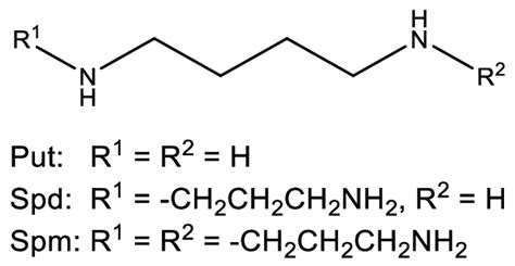 Chemical Structures Of The Main Polyamines Download Scientific Diagram