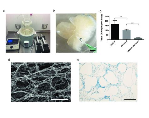 Decellularization Of The Liver Scaffolds A A Combination Of