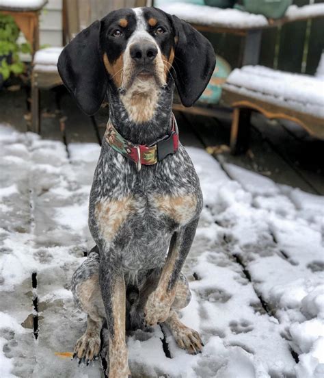 Incredible Facts About The Bluetick Coonhound That Will Make You Want