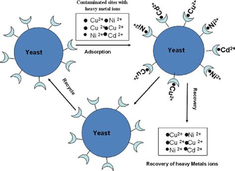 5 Yeast Cell Surface Display Technology And Bioremediation Modi Fi Ed Download Scientific
