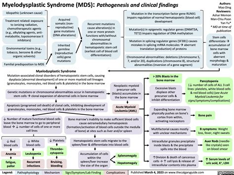 Myelodysplastic Syndrome Pathogenesis And Clinical Findings Calgary