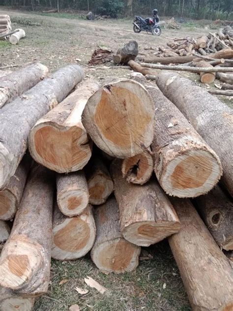 Brown Round Indian Teak Wood Log 40 At ₹ 1500cubic Feet In